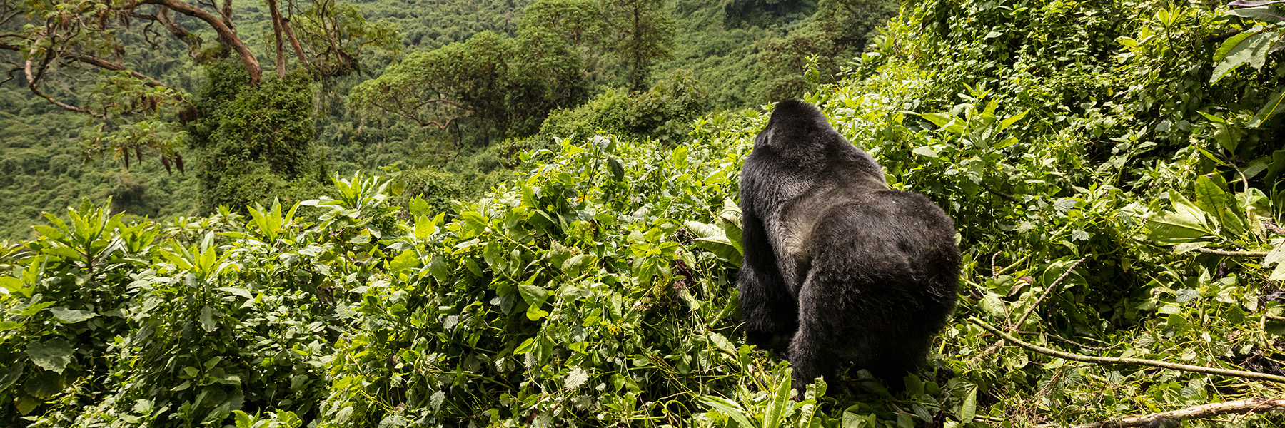 Voyage au Rwanda : circuits & séjours | VERDIÉ VOYAGES